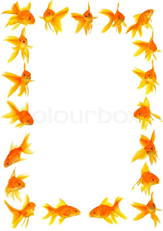 Frame of goldfishes isolated on a white ... | Stock image | Colourbox