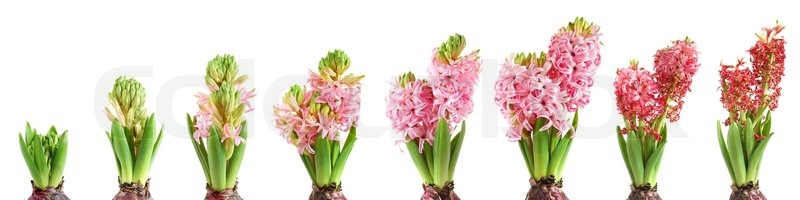 Stages of hyacinth growing, blooming ... | Stock image | Colourbox