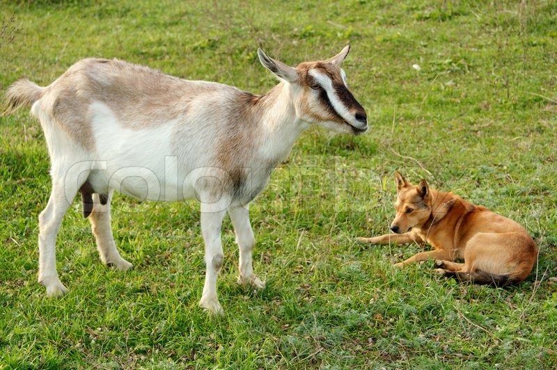 Goats were the first animals tamed by ... | Stock image | Colourbox