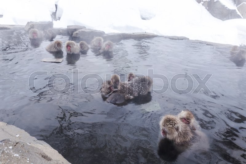 Jigokudani snow monkey bathing onsen ... | Stock image | Colourbox
