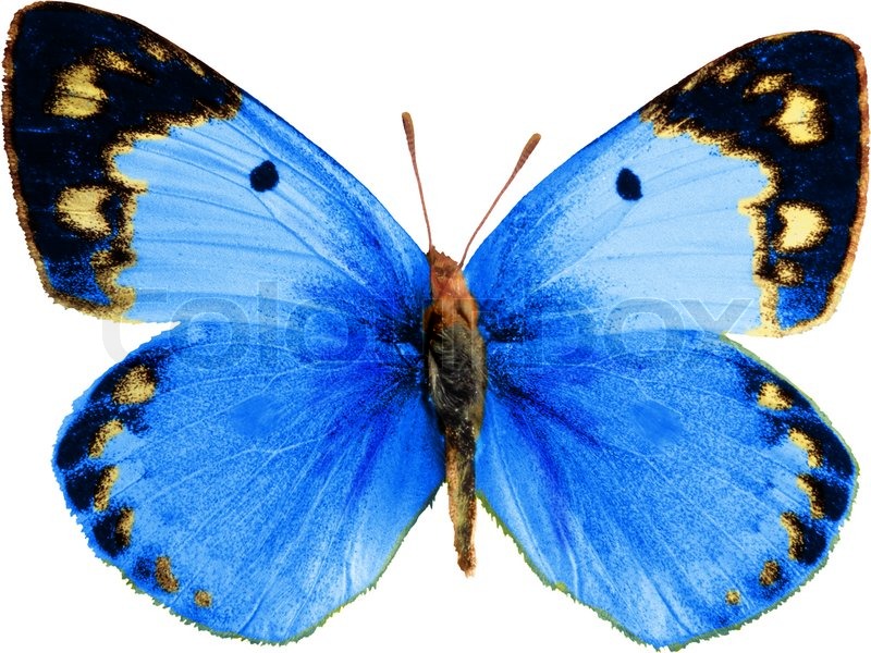 Sommerfugl isoleret på wihte | stock foto | Colourbox