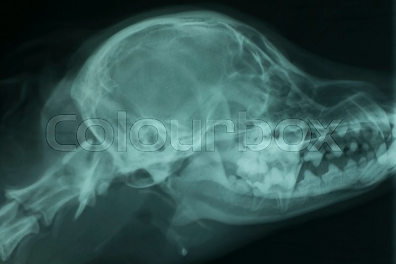 X-ray of the skull of a dog | Stock image | Colourbox