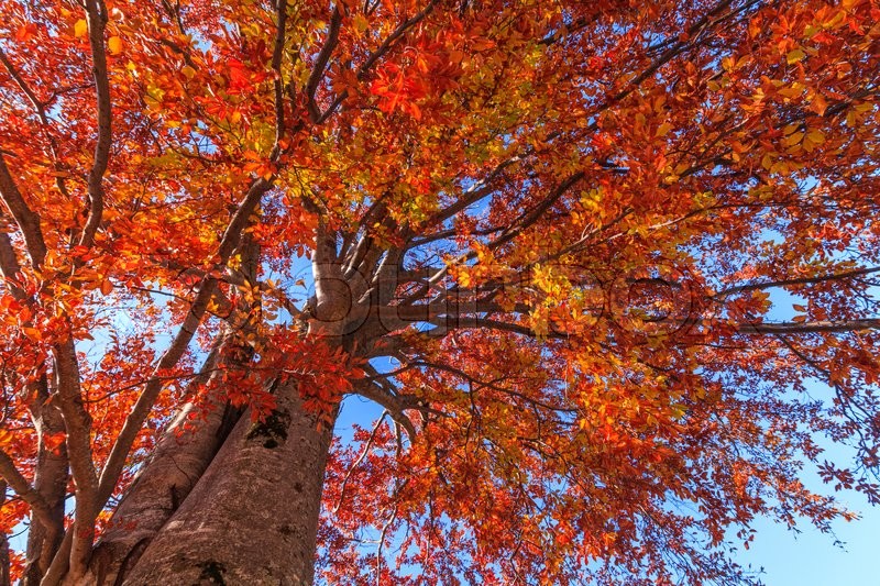 Autumn tree on a background of blue sky | Stock image | Colourbox