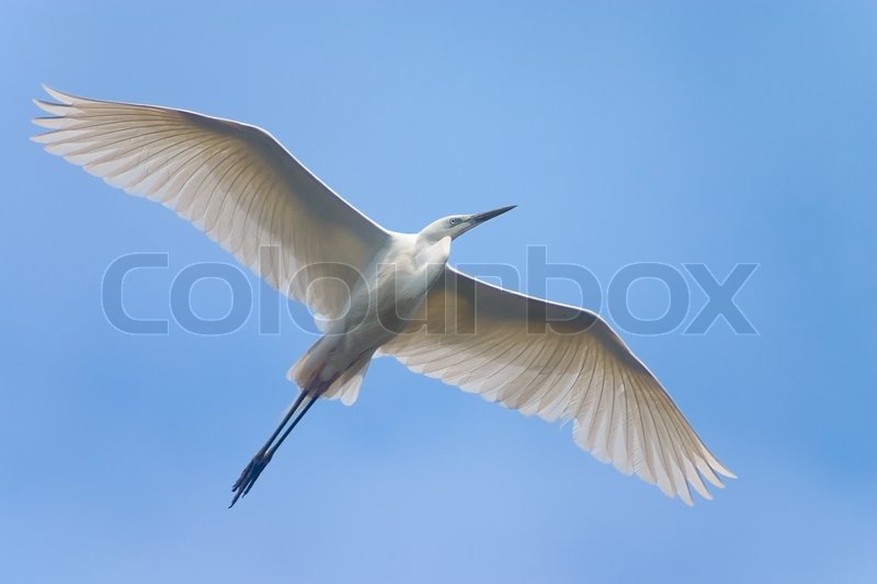 Soaring white heron bird in blue sky | Stock image | Colourbox