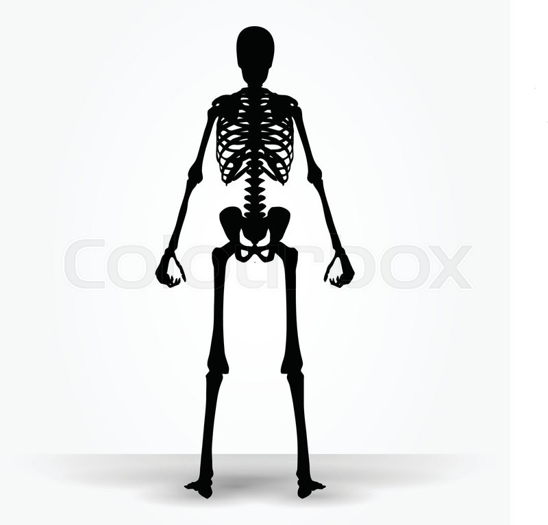 Vector Image - skeleton silhouette in ... | Stock Vector | Colourbox