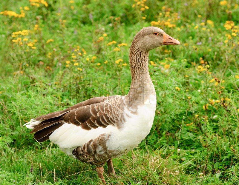 Gänse weiden auf der Wiese, in der ... | Stock Bild | Colourbox