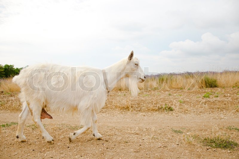 Adult white goat running on a dirt road ... | Stock image | Colourbox