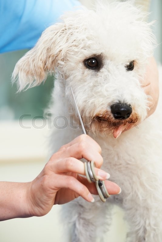 Pet Dog Being Professionally Groomed In ... | Stock image | Colourbox