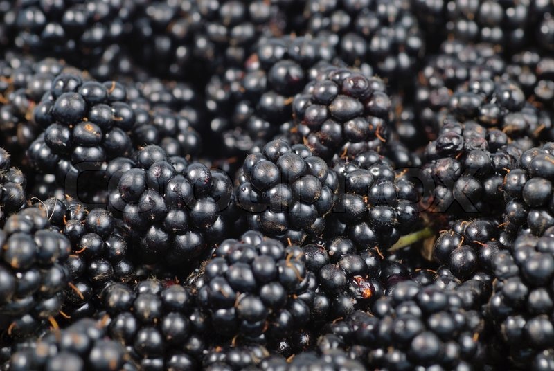 Blackberry background, close up berries ... | Stock image | Colourbox