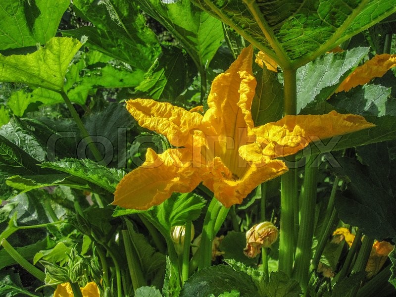 Squash flowers | Stock image | Colourbox