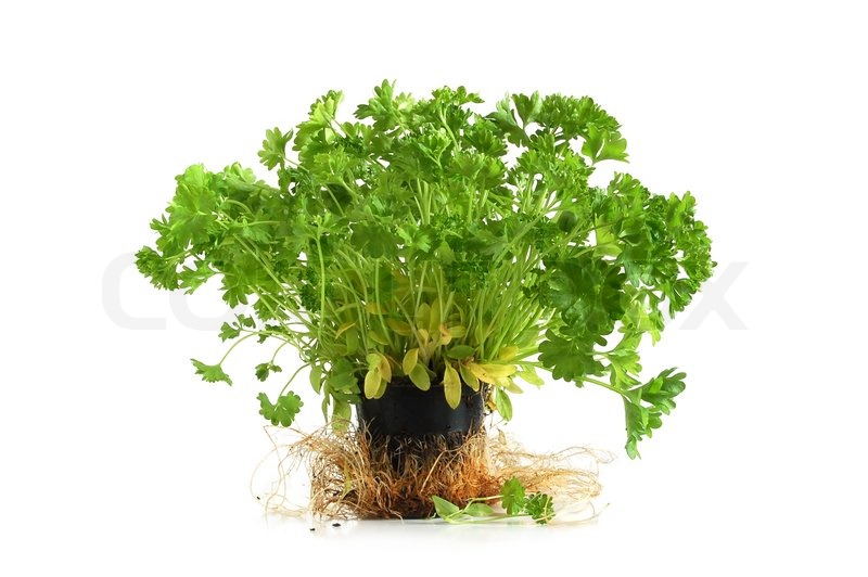 Gardening parsley tree in small pot on ... | Stock image | Colourbox