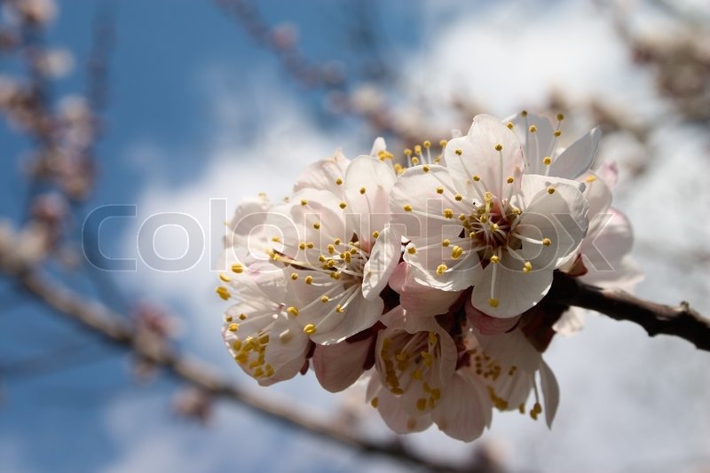 Ein Zweig der blühenden Kirschbaum | Stock Bild | Colourbox