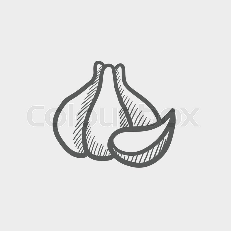 Garlic Drawing Clip Art