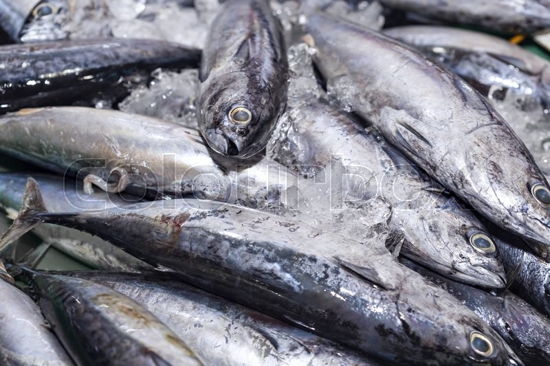 Fresh bluefin tuna fish on ice ... | Stock image | Colourbox