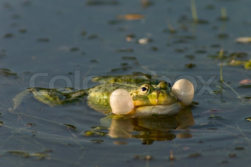 Frosch geben ein Krächzen in Sumpf | Stock Bild | Colourbox