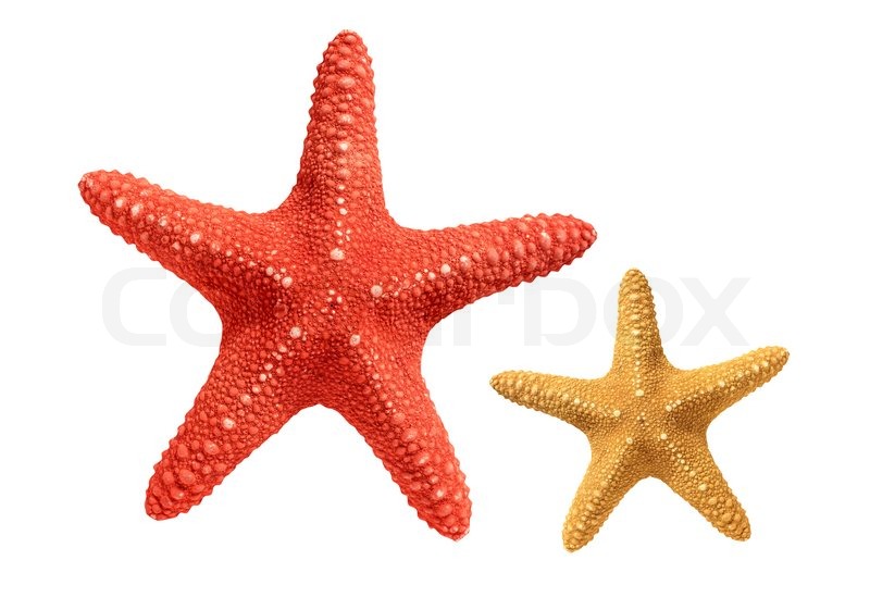 Bright Seesterne isoliert auf weißem ... | Stock Bild | Colourbox