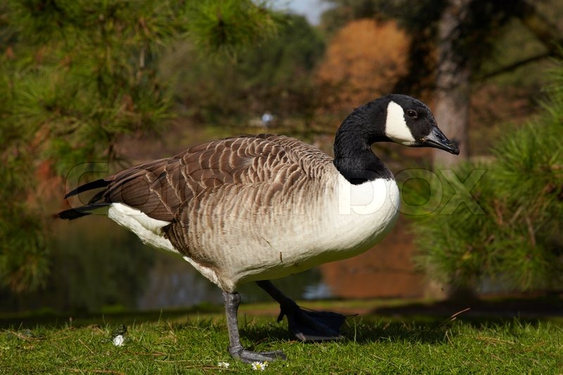 Canada goose in forest on a river bank | Stock image | Colourbox