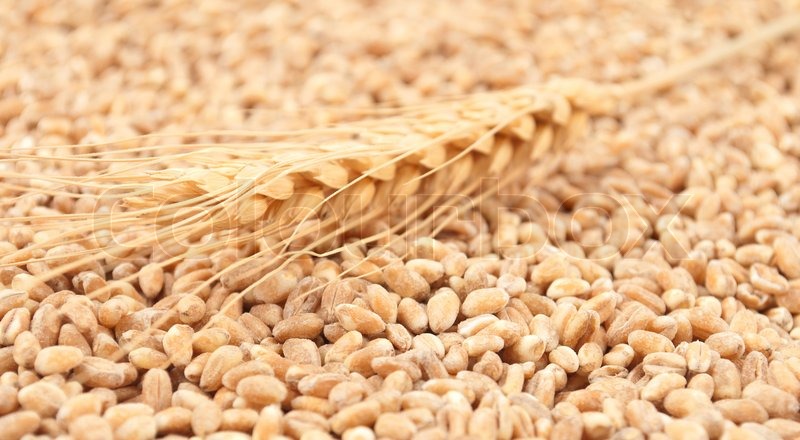 Wheat grain close up background texture | Stock image | Colourbox