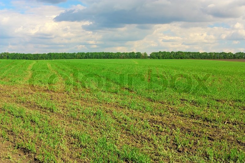 Countryside landscape with field and ... | Stock image | Colourbox