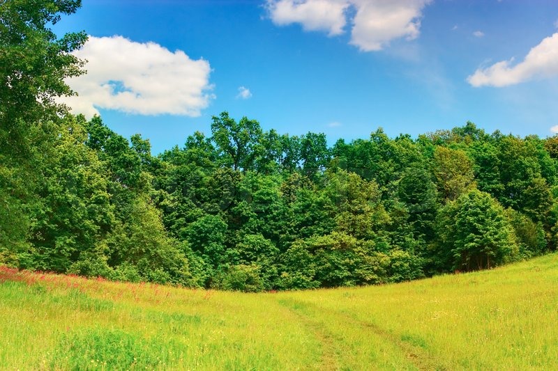 Landscape with a forest edge. HDR image | Stock image | Colourbox