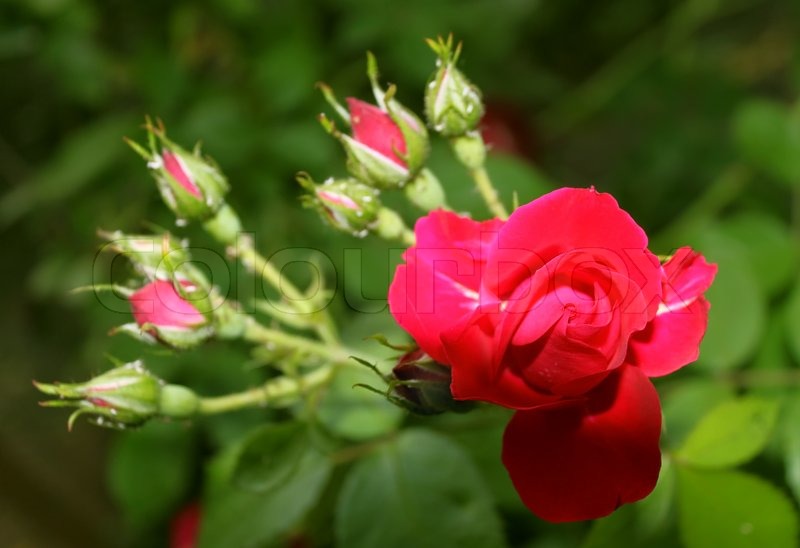 Blomstrende Røde Rose. | Stock foto | Colourbox