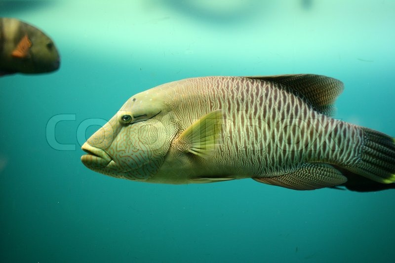 Fisk ved akvariet i Danmark | Stock foto | Colourbox