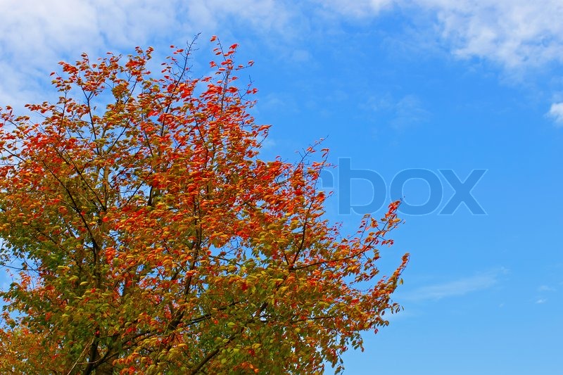 Cherry plant in autumn colors on the ... | Stock image | Colourbox