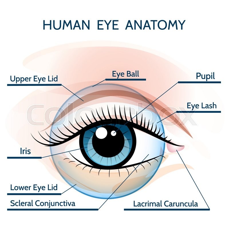 Diagram Of The Human Eye With Parts Labeled Stock