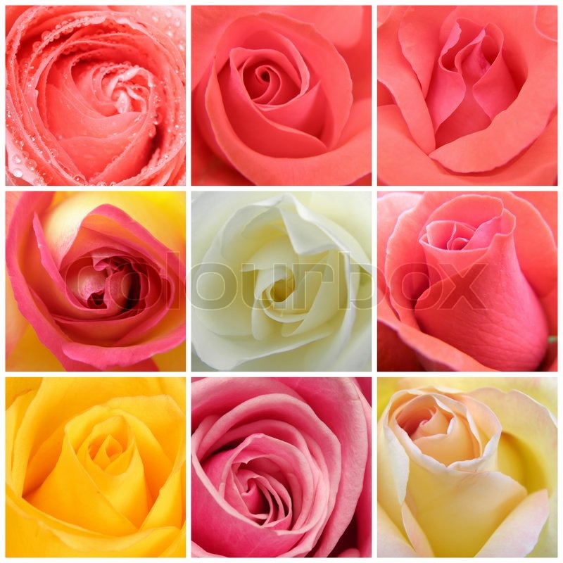 Beautiful collage of roses from nine ... | Stock Photo | Colourbox