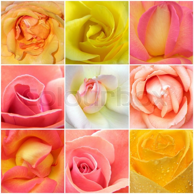 Beautiful collage of roses from nine ... | Stock image | Colourbox