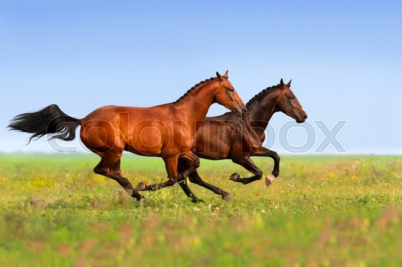 Two Horses Running Together