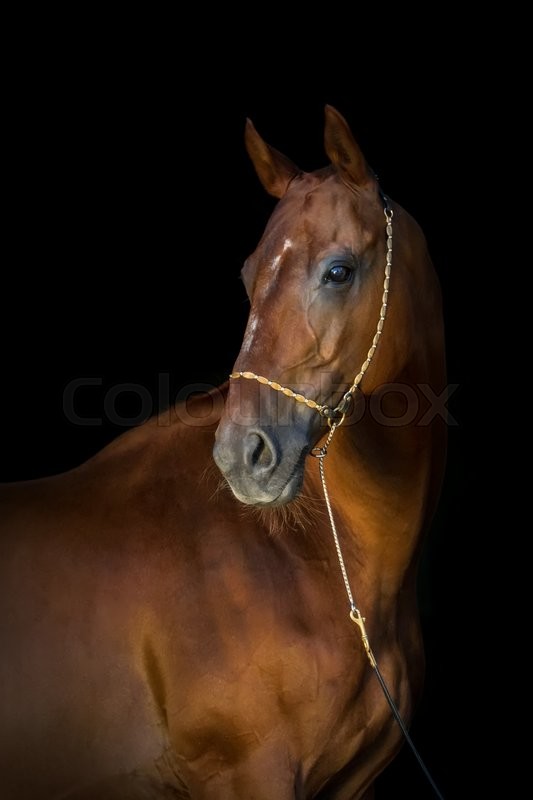 Portrait of beautiful red horse in ... | Stock image | Colourbox