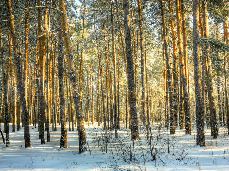 Landskab med vinter skov. | Stock foto | Colourbox