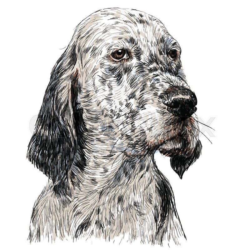 Image of English setter hand drawn ... | Stock vector | Colourbox