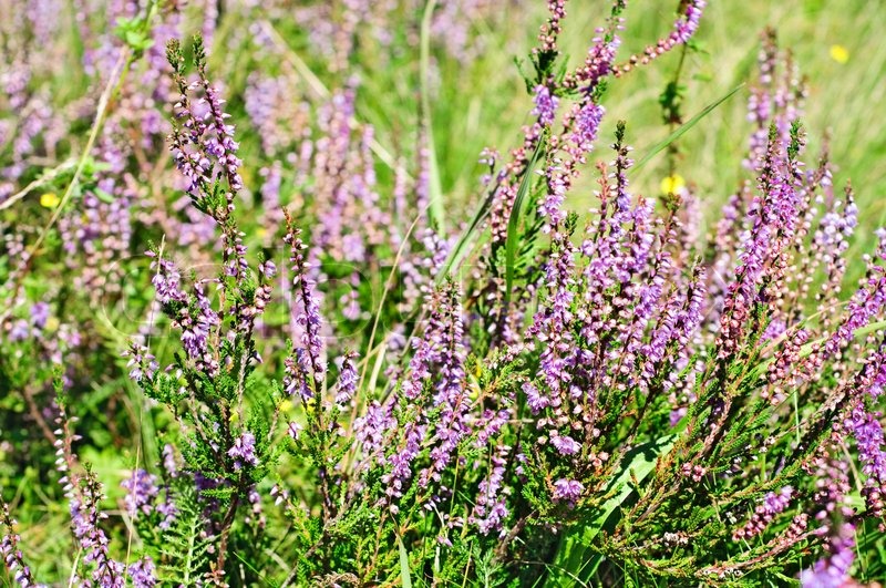 Blomstrende lyng blomster på den ... | Stock foto | Colourbox