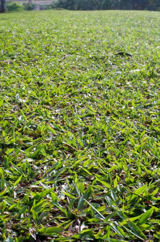 Low angle view of grass field, focus on ... | Stock image | Colourbox