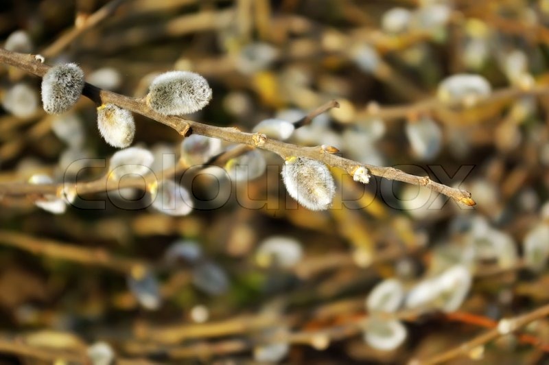 Blühende Pflanzen von einer Weide im ... | Stock Bild | Colourbox