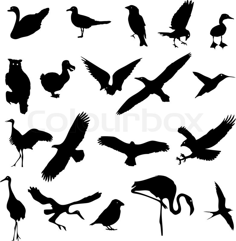 Set Of Vector Birds Stock Vector Colourbox