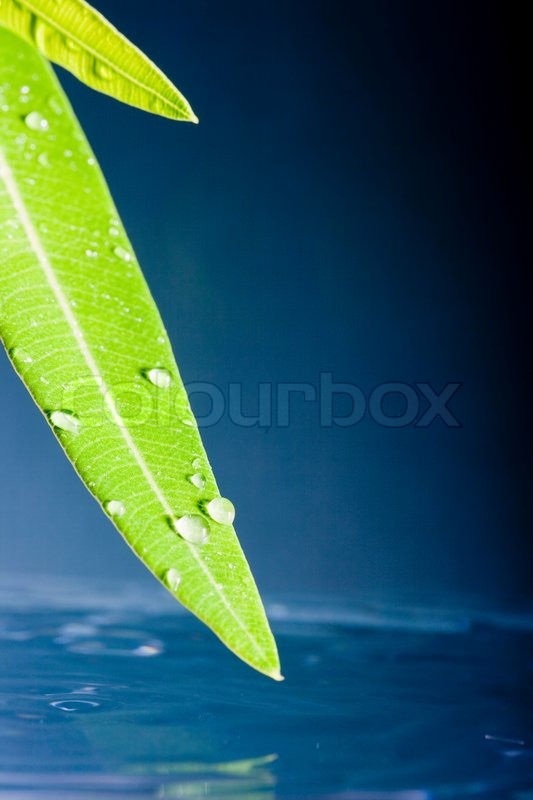 Water dripping on the green leaves into ... | Stock image | Colourbox