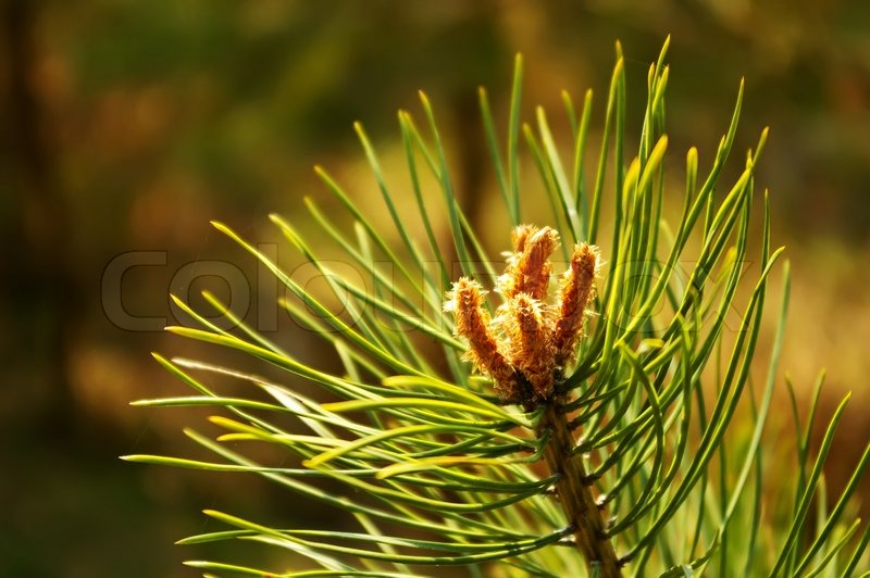 Pine sprig in the spring forest with ... | Stock image | Colourbox