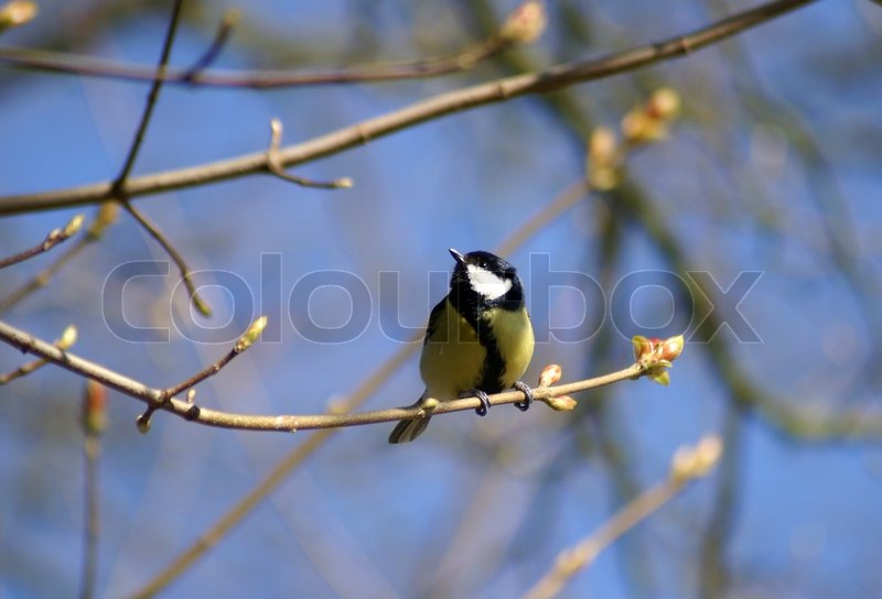 Musvit | Stock foto | Colourbox