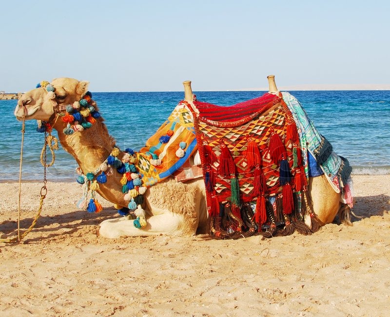 Sitting camel over sea background | Stock image | Colourbox