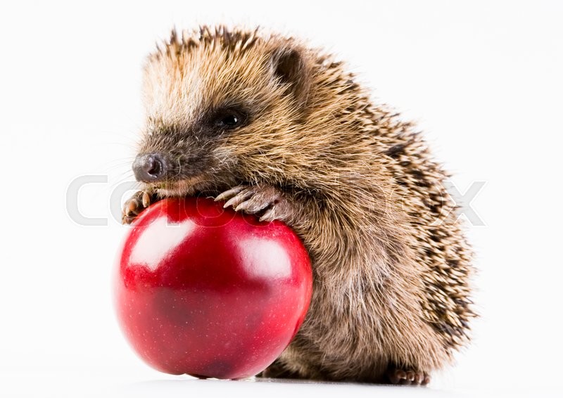 Hedgehog with apple, bright colorful ... | Stock image | Colourbox
