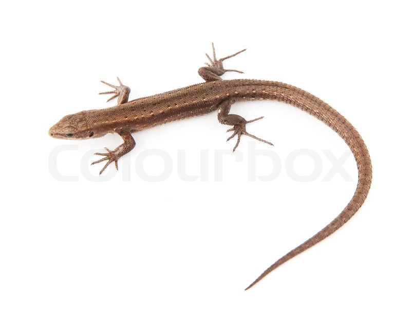 One small lizard on a white background | Stock image | Colourbox