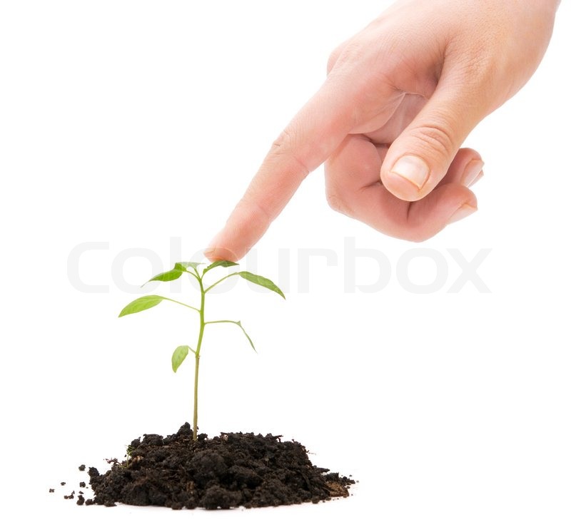 Hand touching small plant over white | Stock image | Colourbox