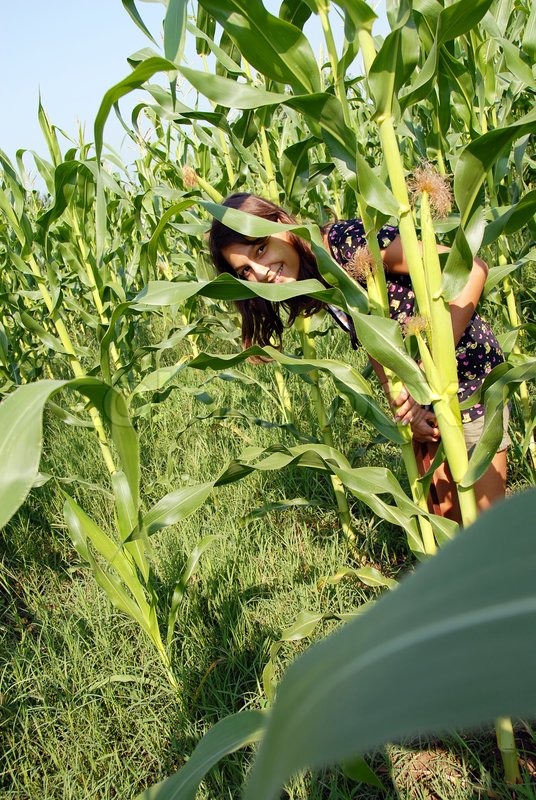Teenage girl hiding on corn field ... | Stock image | Colourbox
