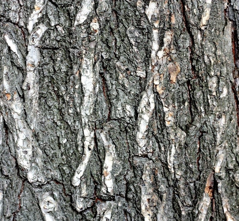 Die Eichenrinde Textur | Stock Bild | Colourbox