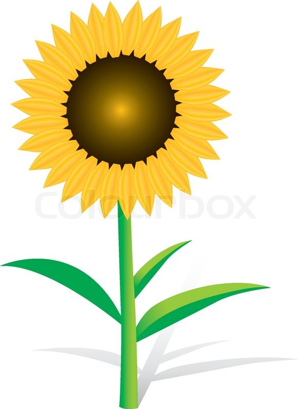 Sonnenblume | Stock-Vektor | Colourbox