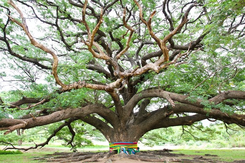 Largest Monkey Pod Tree in ... | Stock image | Colourbox