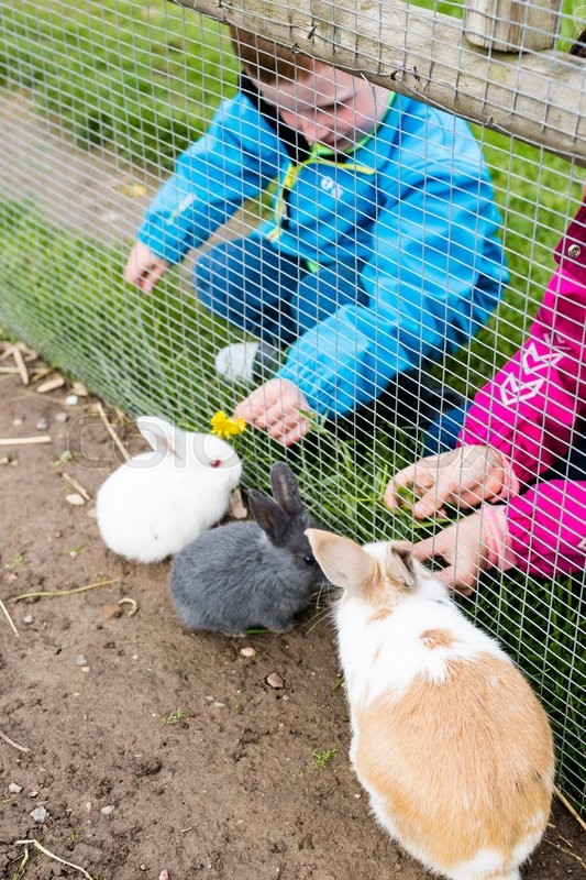 Kids feeding young rabbit with green ... | Stock image | Colourbox